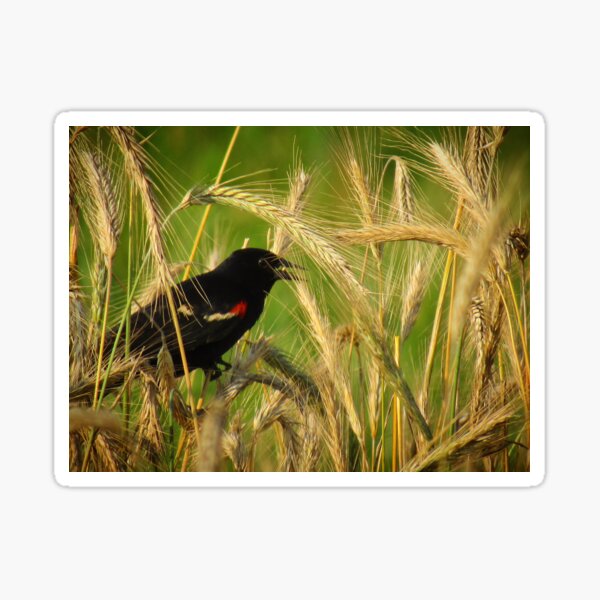 "Red-Winged Blackbird in Rye" Sticker by Abreseman | Redbubble