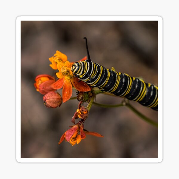 "Monarch caterpillar" Sticker by celestem | Redbubble