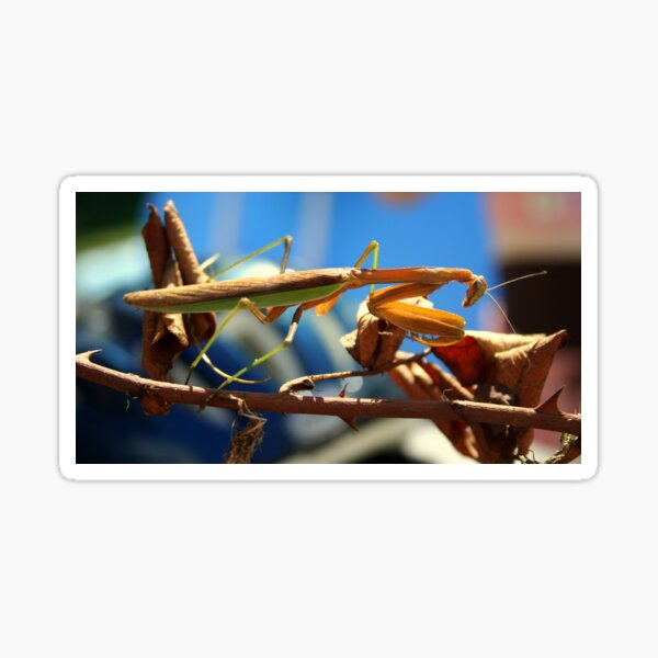 "Praying Mantis on a Stick" Sticker for Sale by anitahiltz | Redbubble