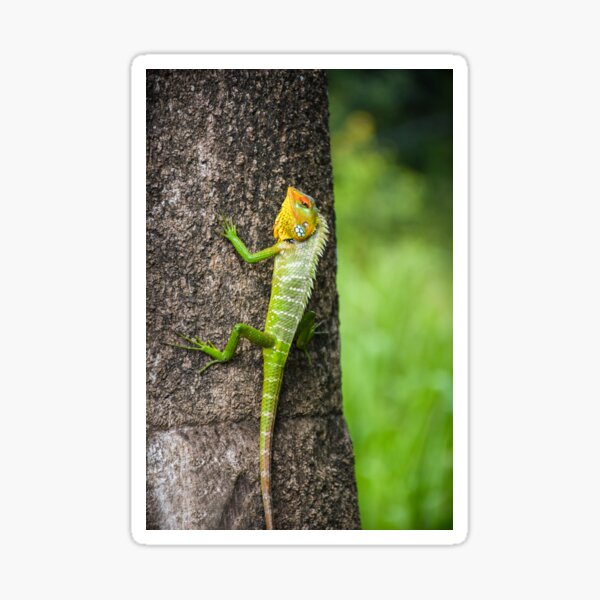 "Contrasting Colours" Sticker for Sale by Kavindra27 | Redbubble