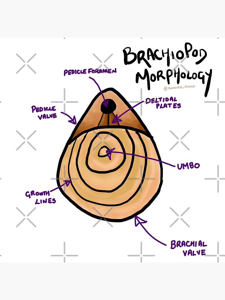 "Inside a brachiopod" Sticker by RockADoodles | Redbubble