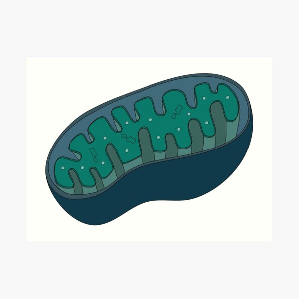 "Blue Mitochondria" Art Print for Sale by stitchesofsci | Redbubble