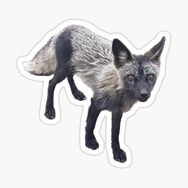 "Silver Fox" Sticker for Sale by EmilyBickell | Redbubble
