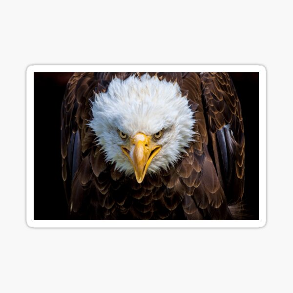 "Bald Eagle face" Sticker for Sale by Maroun | Redbubble