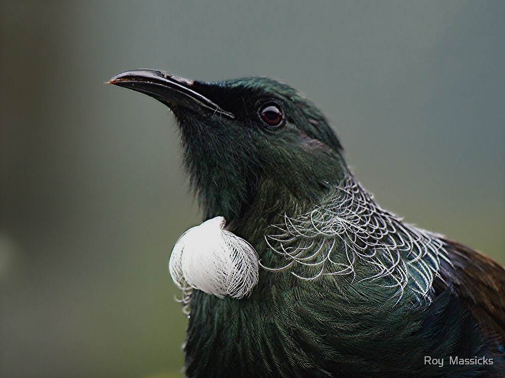 "Tui.....Head and shoulders above the rest......!" by Roy Massicks ...