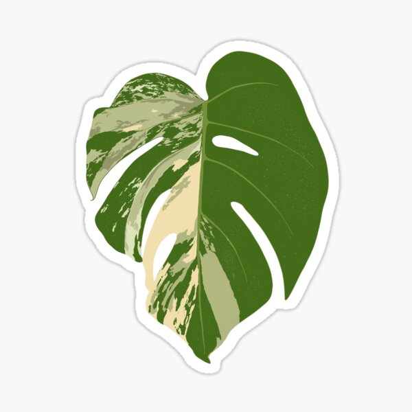 "Variegated Monstera Leaf" Sticker by kaberman | Redbubble