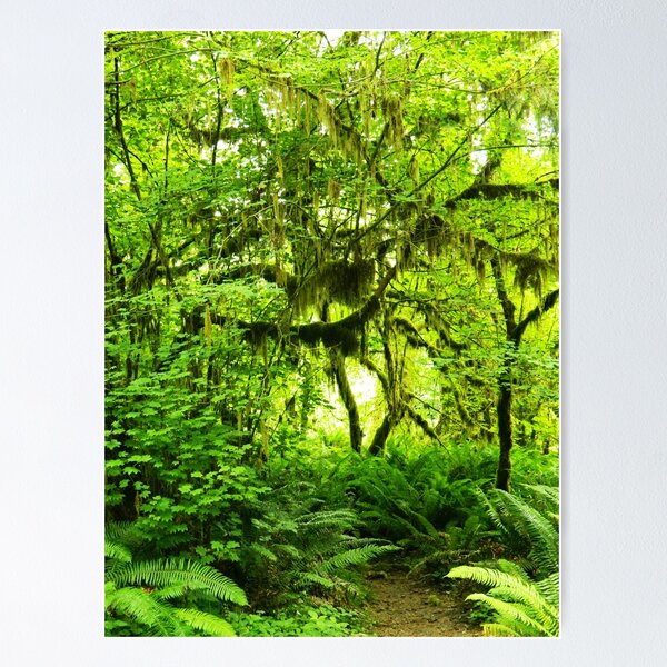 "Hoh Rainforest" Poster for Sale by Kirsten Ellingford | Redbubble