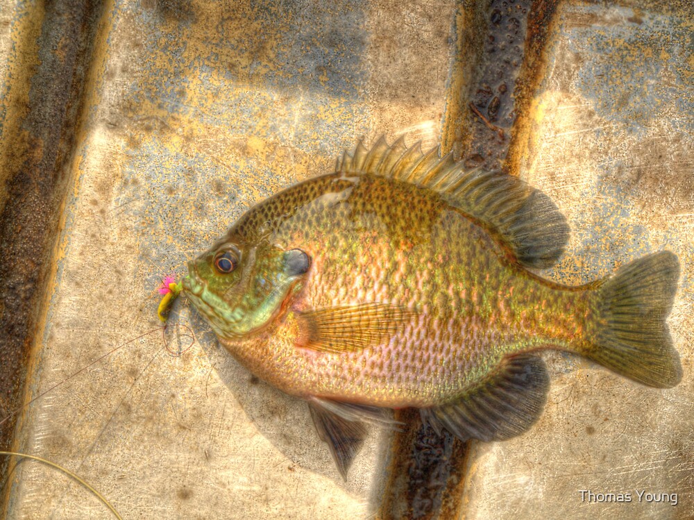 "Bluegill In HDR" by Thomas Young | Redbubble