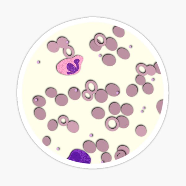 "Eosinophil and Basophil Differential Count" Sticker for Sale by ...