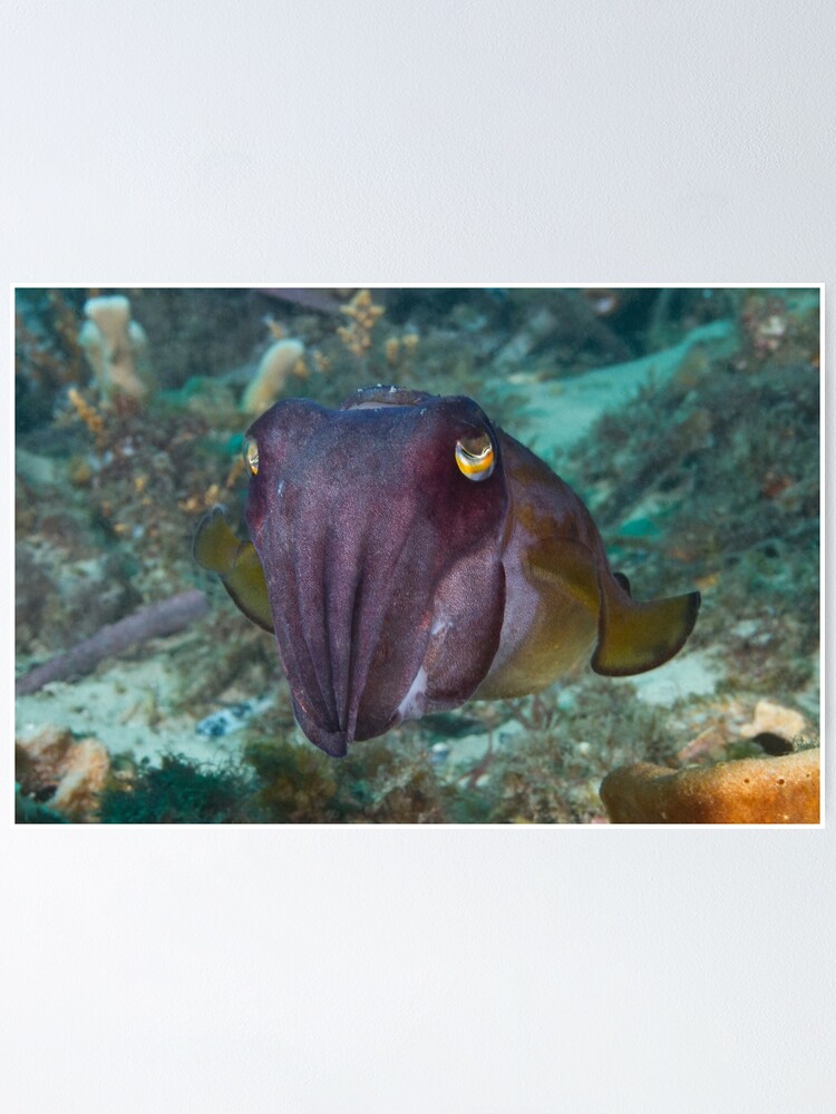 "Fly Point Reaper Cuttlefish" Poster by Matt-Dowse | Redbubble