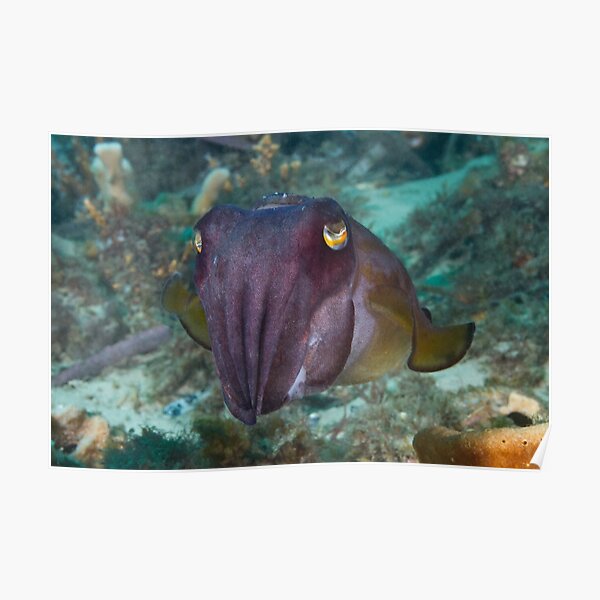 "Fly Point Reaper Cuttlefish" Poster by Matt-Dowse | Redbubble