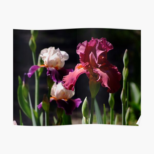 Bearded Lady Posters | Redbubble