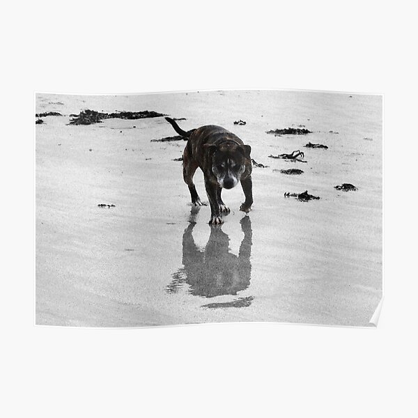 "Mack the dog" Poster for Sale by Stacey123Vivian | Redbubble