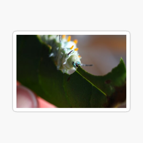 "Hungry atlas moth caterpillar" Sticker for Sale by GreyFeatherPhot ...