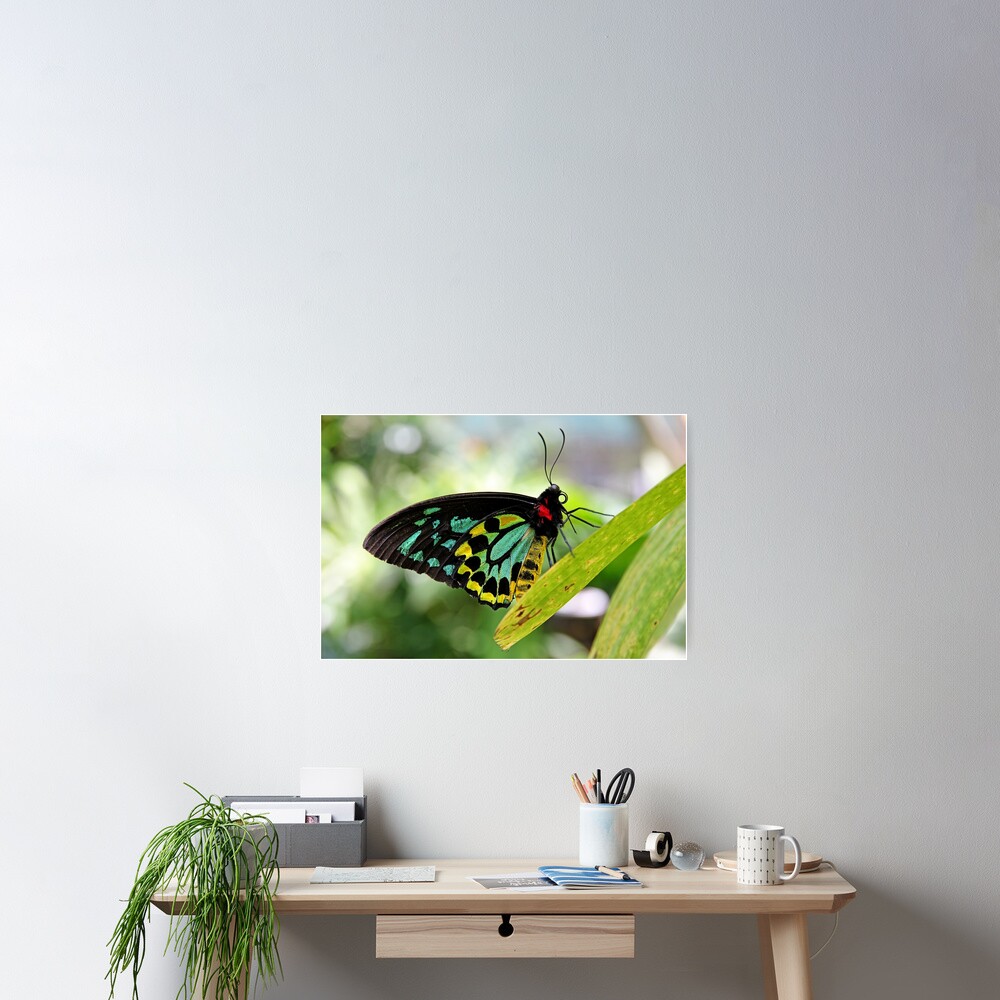 "Cairns Birdwing Butterfly" Poster by AHindenlang | Redbubble