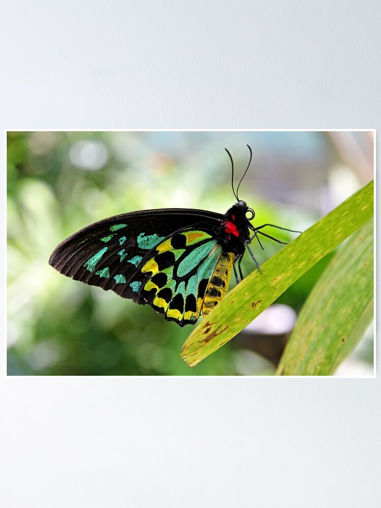 "Cairns Birdwing Butterfly" Poster by AHindenlang | Redbubble