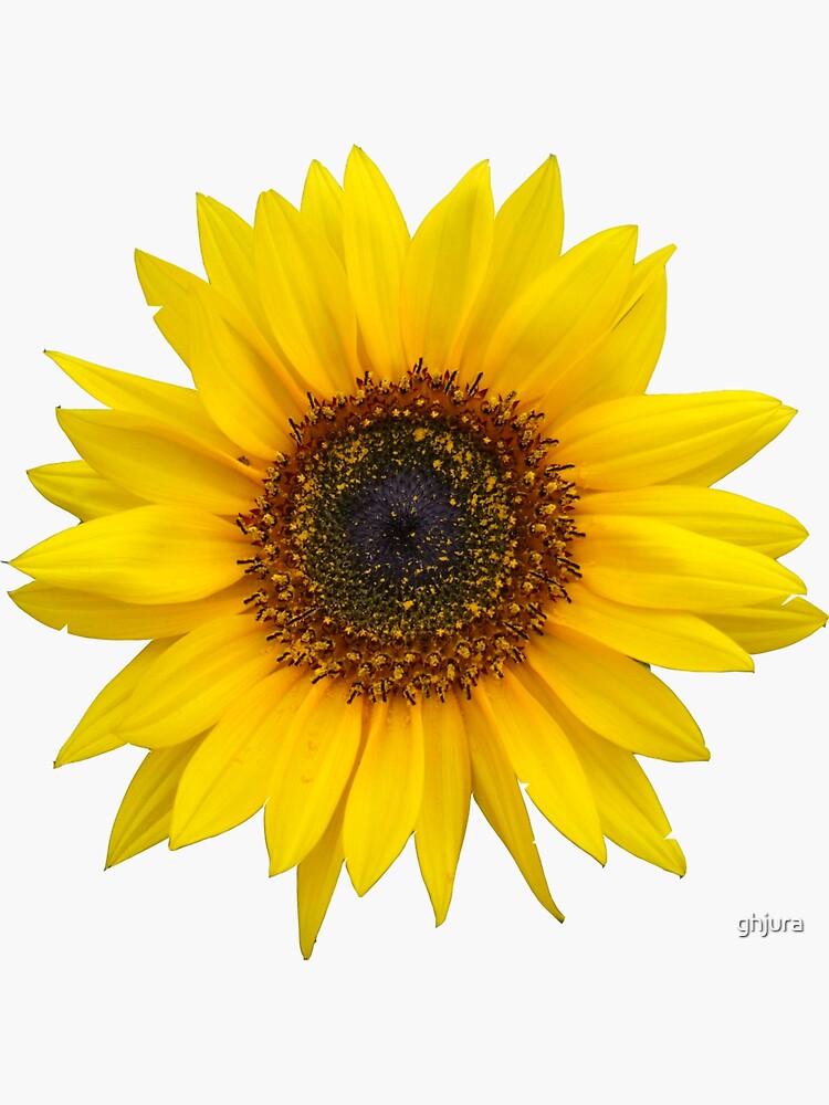 "Sunflower" Sticker for Sale by ghjura | Redbubble
