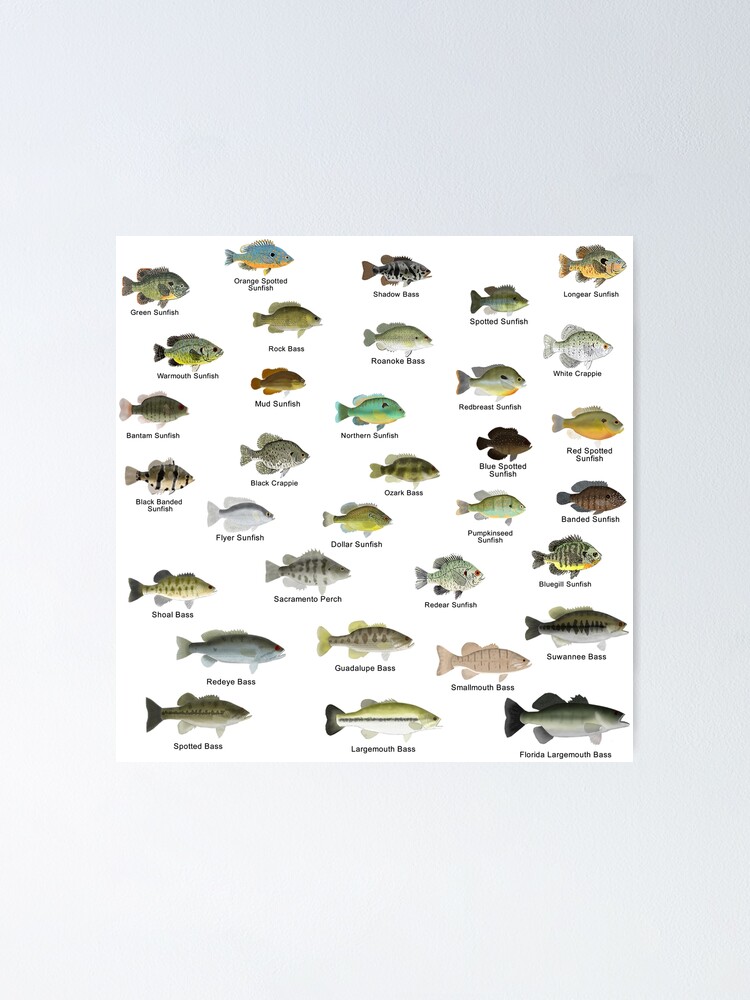 "Sunfish Family (Centrarchids) - Named" Poster for Sale by fishfolkart ...