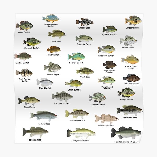 "Sunfish Family (Centrarchids) - Named" Poster for Sale by fishfolkart ...