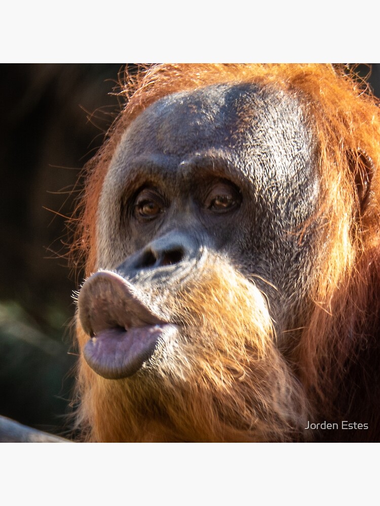 Monkeys Kissing Cheeks
