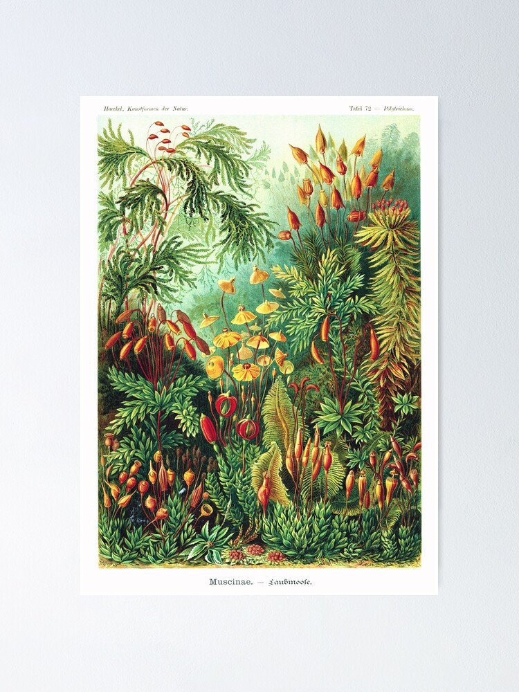 "Ernst Haeckel - Muscinae (mosses) - Vintage Botanical illustration ...