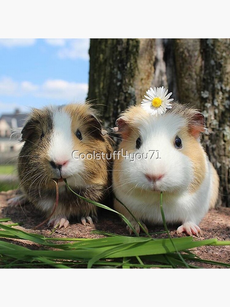 Lámina fotográfica « también conocido como cavy o cavy doméstico» de ...