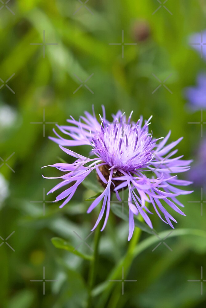 "Purple Cornflower" by Vac1 | Redbubble