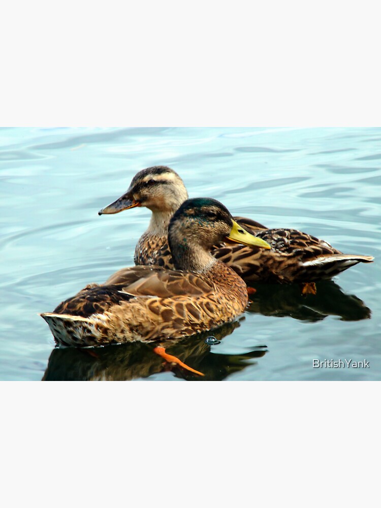 "Quacky Duck" Sticker by BritishYank | Redbubble