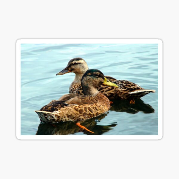 "Quacky Duck" Sticker by BritishYank | Redbubble