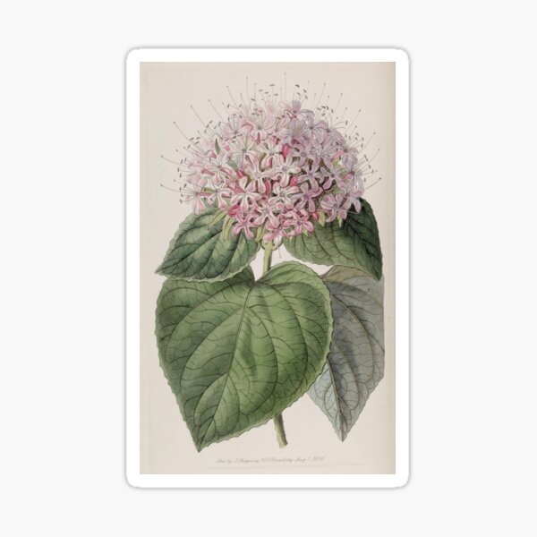 "Piccadilly Flowers Vintage Botanical Sketch" Sticker for Sale by ...