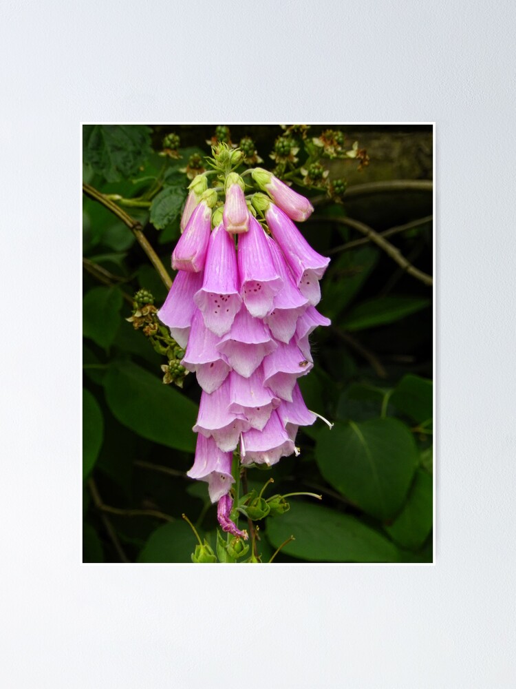 "Foxglove in Pink" Poster for Sale by PineSinger | Redbubble