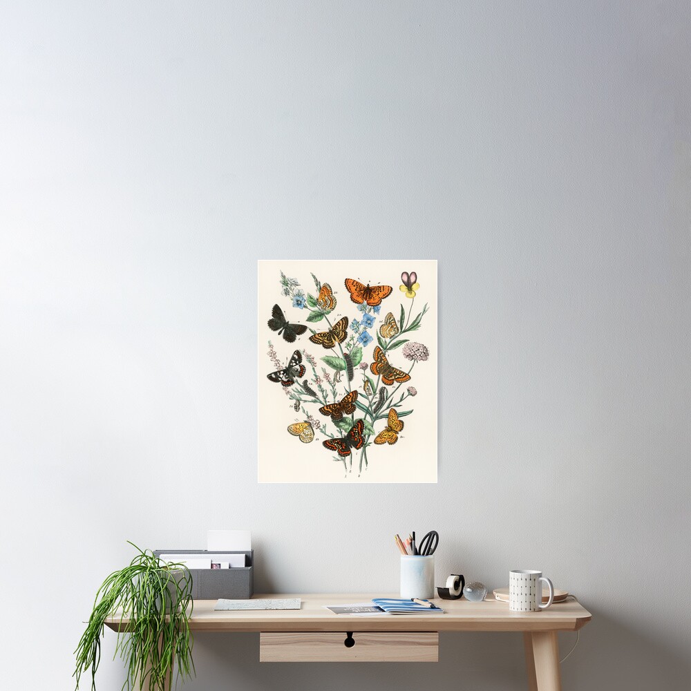 "Cottagecore Butterflies and Flowers Scientific Illustration Art ...