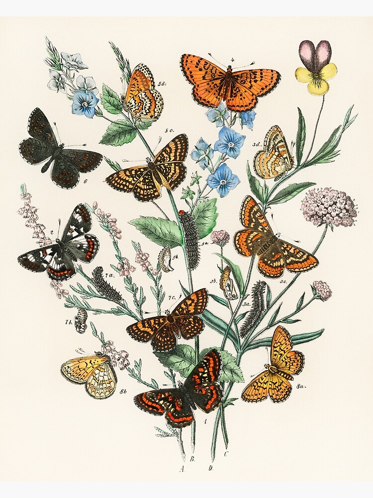 "Cottagecore Butterflies and Flowers Scientific Illustration Art ...