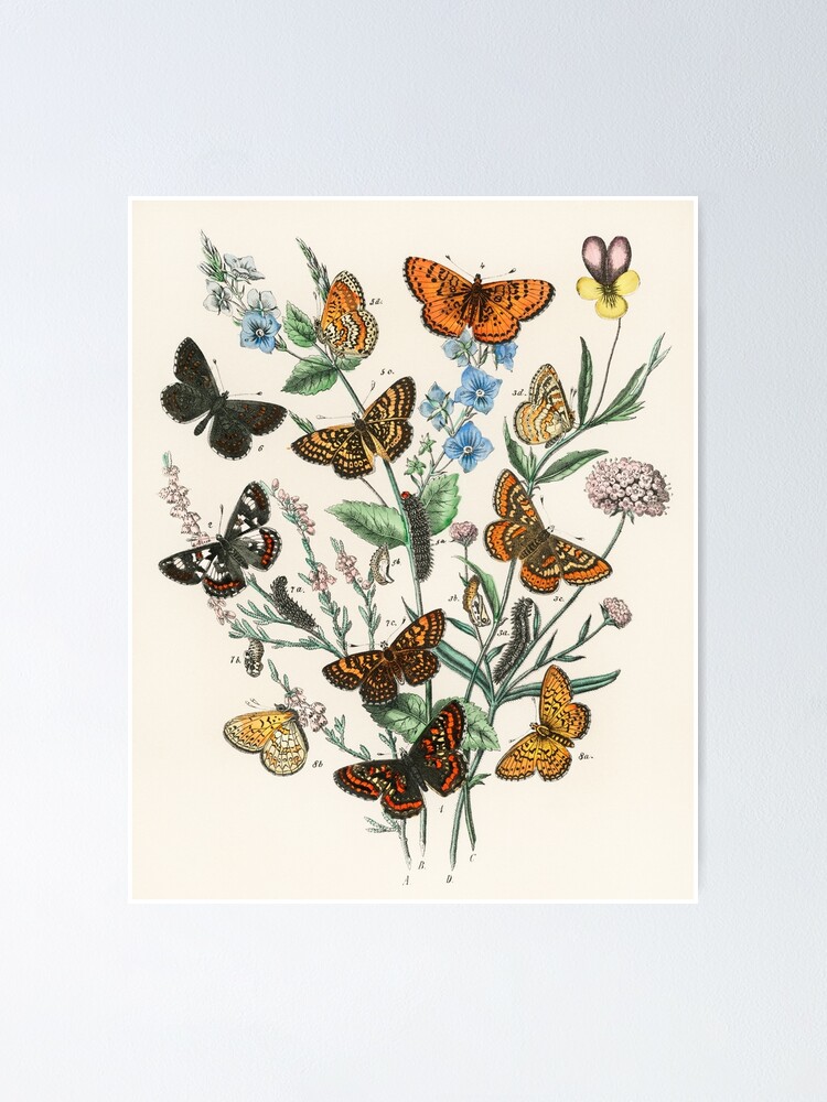 "Cottagecore Schmetterlinge und Blumen Wissenschaftliche Illustration ...