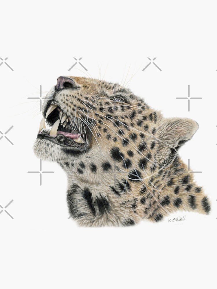 "Amur Leopard" Sticker by oneillanimalart | Redbubble