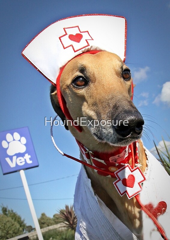 "Dr Bongo knows best" by HoundExposure | Redbubble