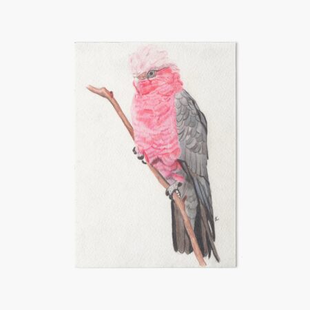 "original pencil Drawing of galah" Art Board Print for Sale by ...