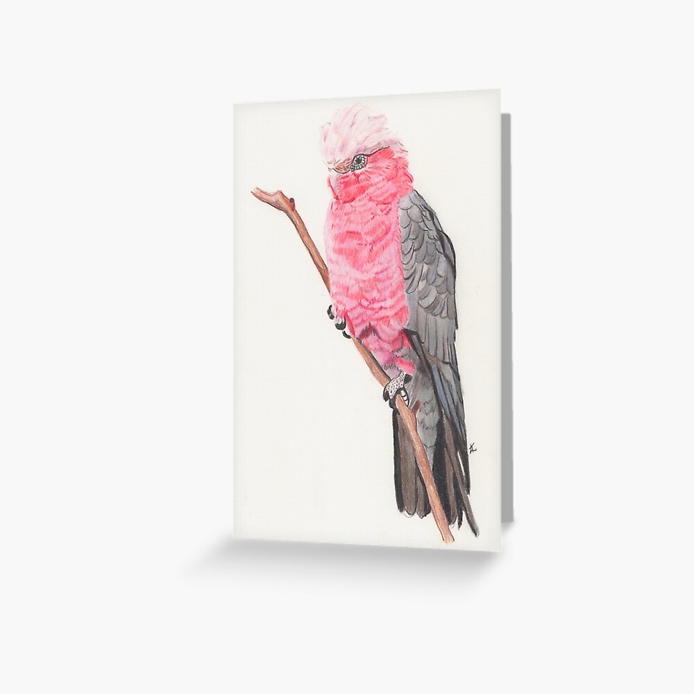"original pencil Drawing of galah" Greeting Card by majikalwhispers ...
