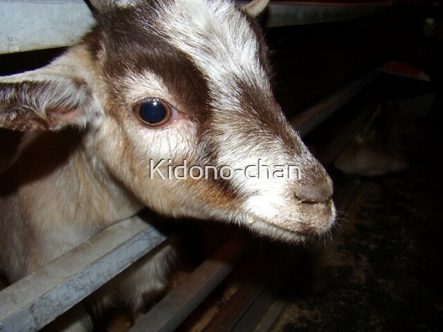 "Goat" by Kidono-chan | Redbubble