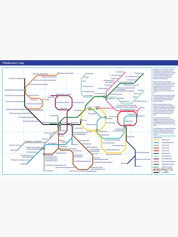 "Metabolism - Tube Map" Poster for Sale by Zephyris | Redbubble
