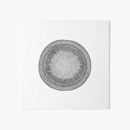 "Cross-section of stem of Ricinus communis" Art Board Print by jdim ...