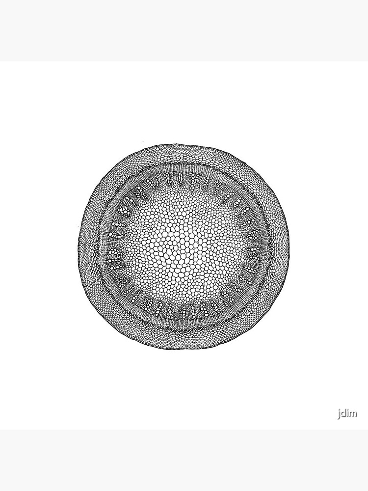 "Cross-section of stem of Ricinus communis" Sticker for Sale by jdim ...