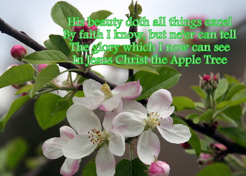 "Jesus Christ, The Apple Tree" by Paula Tohline Calhoun | Redbubble