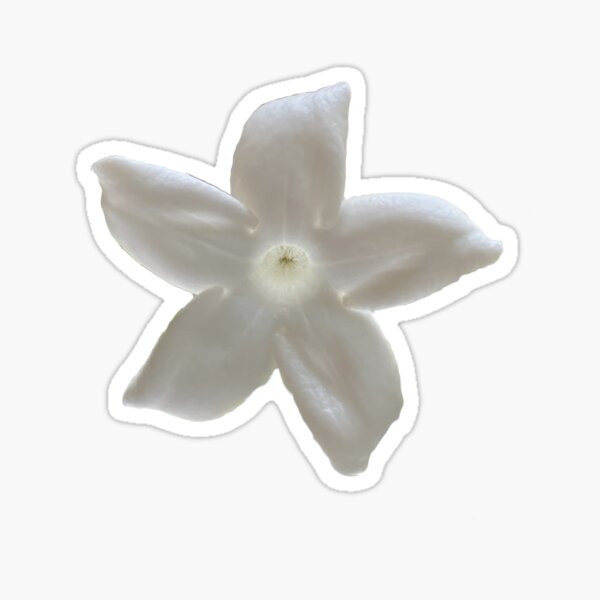 "Jasmine Flower" Sticker for Sale by ryederosa | Redbubble