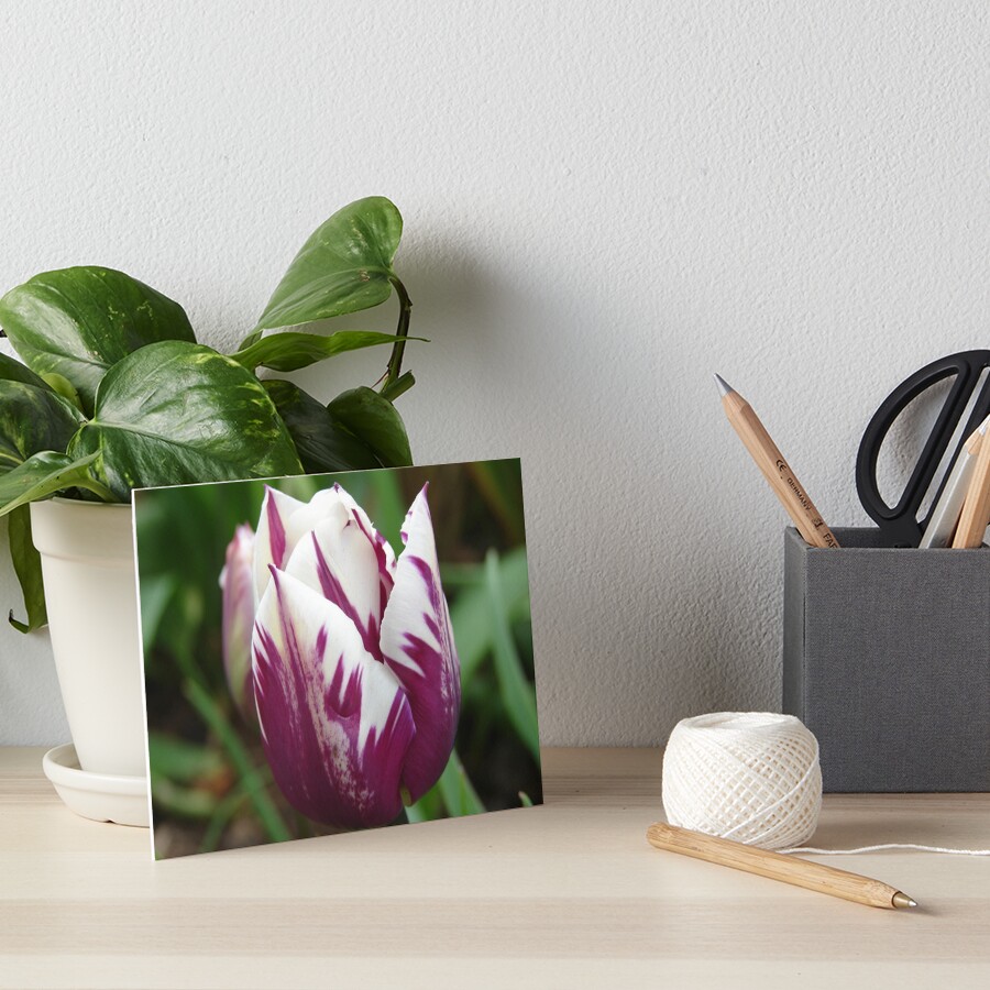 "English tulip " Art Board Print by ArtworkbyAnna | Redbubble