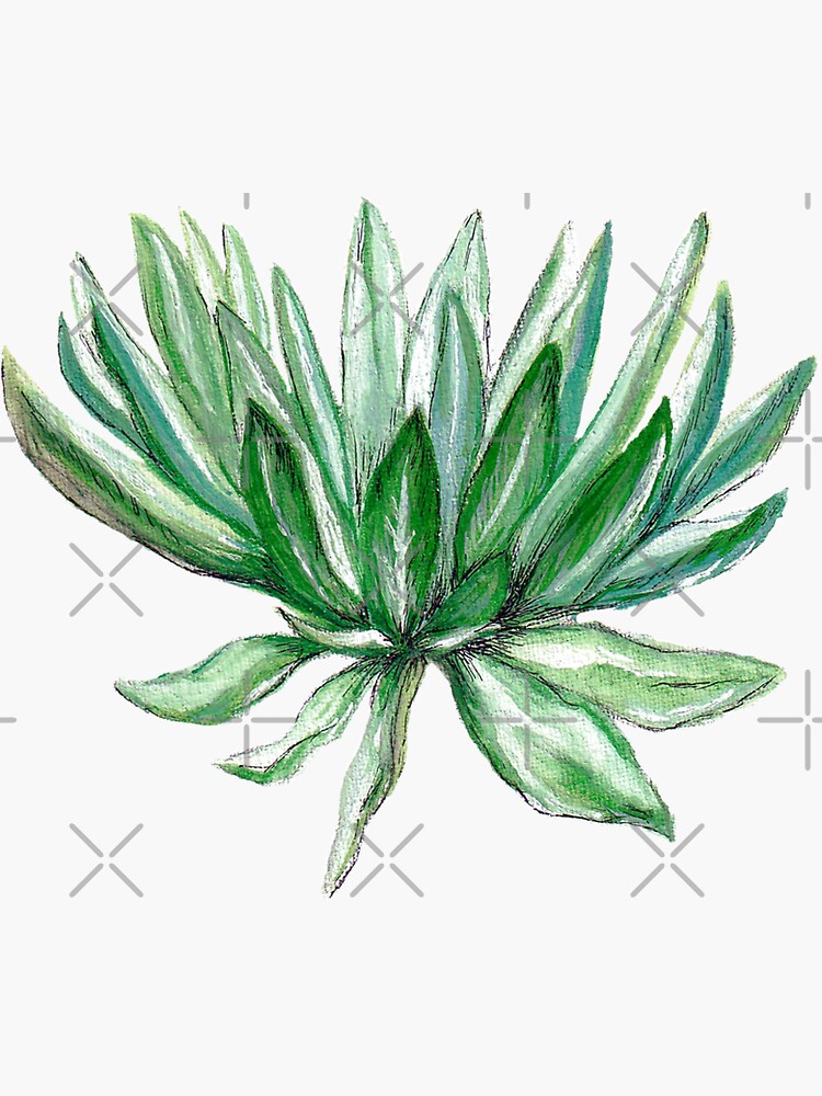 "Frailejon" Sticker for Sale by isartsy | Redbubble