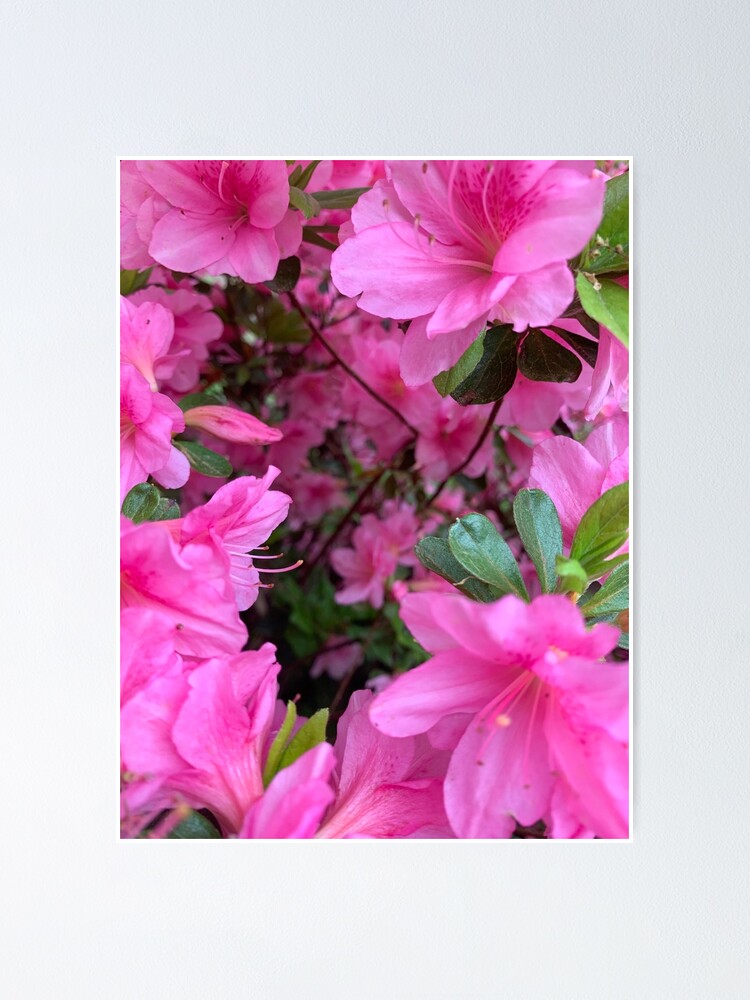 "Pink Flowers" Poster by Esk-artphoto | Redbubble