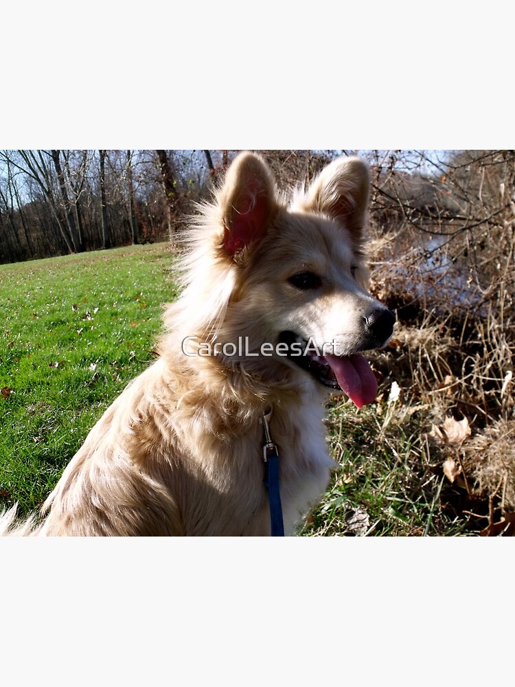 "Yes, Pickles is His Name." Poster for Sale by CarolLeesArt | Redbubble