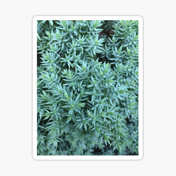 "Cool green plant " Sticker for Sale by HappyHiking | Redbubble