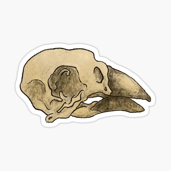 "Finch Bird Skull" Sticker for Sale by heysaintjude | Redbubble